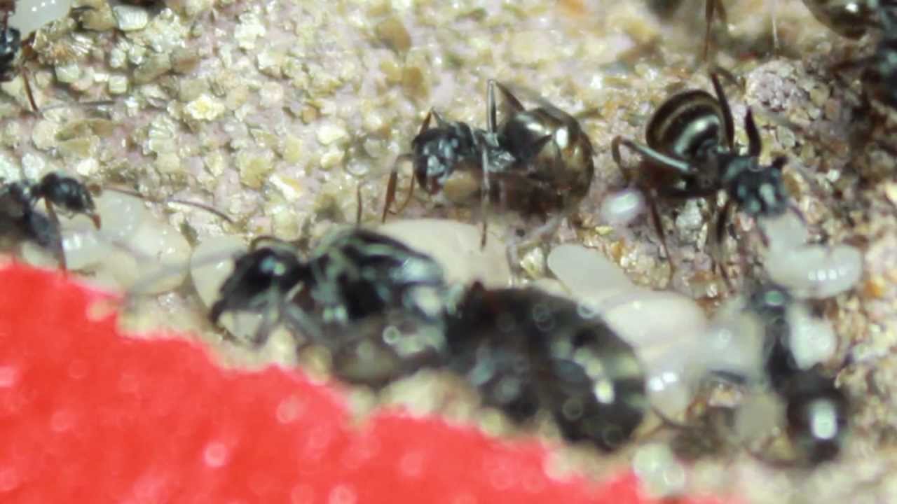 Formica subsericea colony update 3-29-13 - YouTube