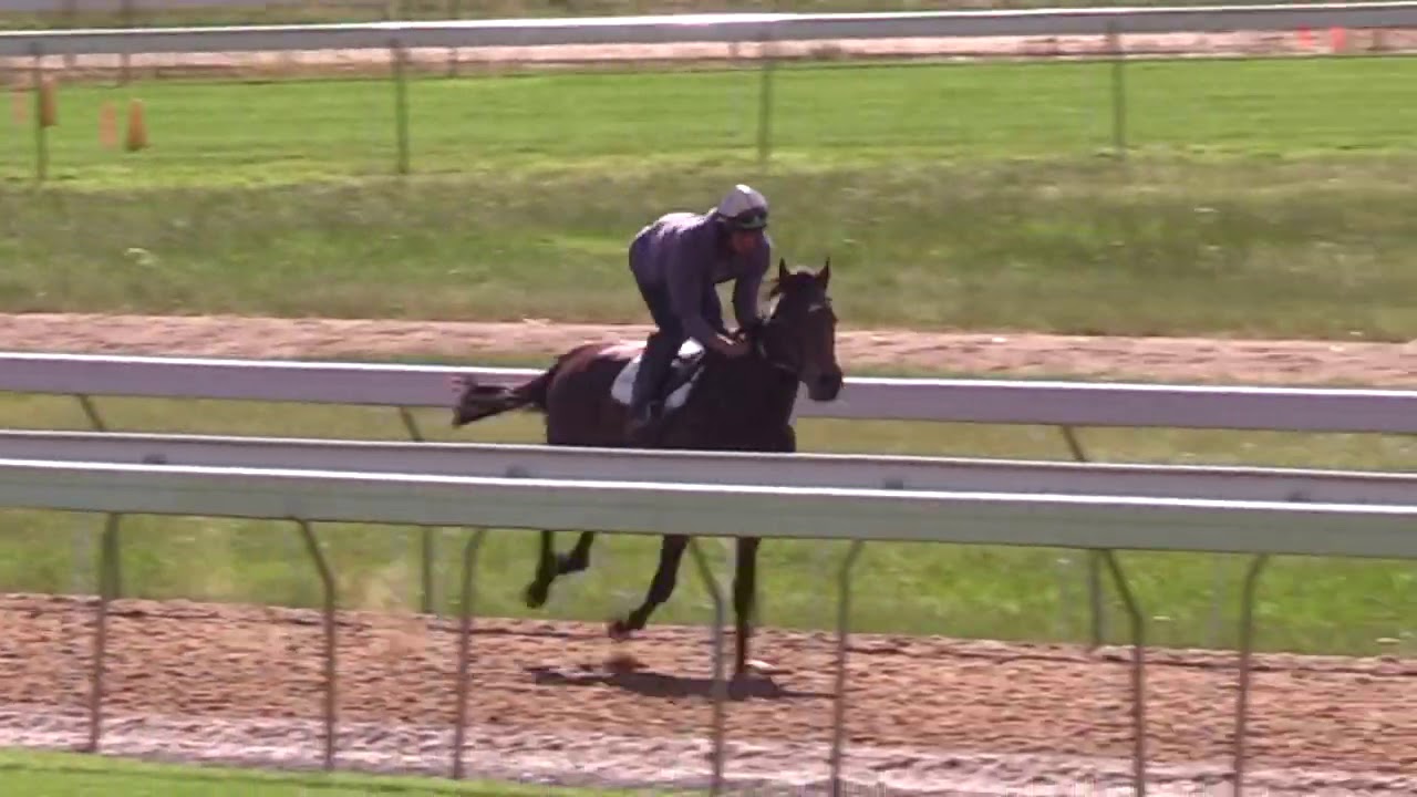 Flying Mascot - 26th Oct 2020 Track Gallop - YouTube