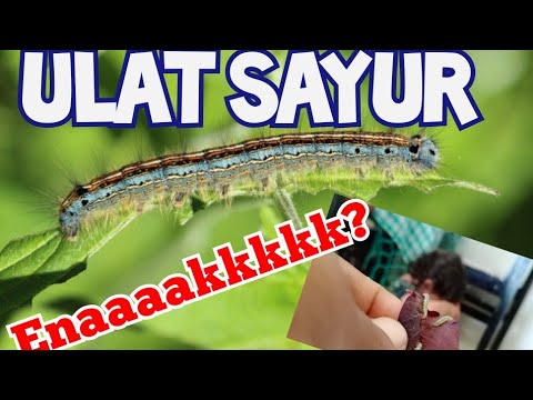 Ulat Sayur Enaaaakkkkk? - YouTube
