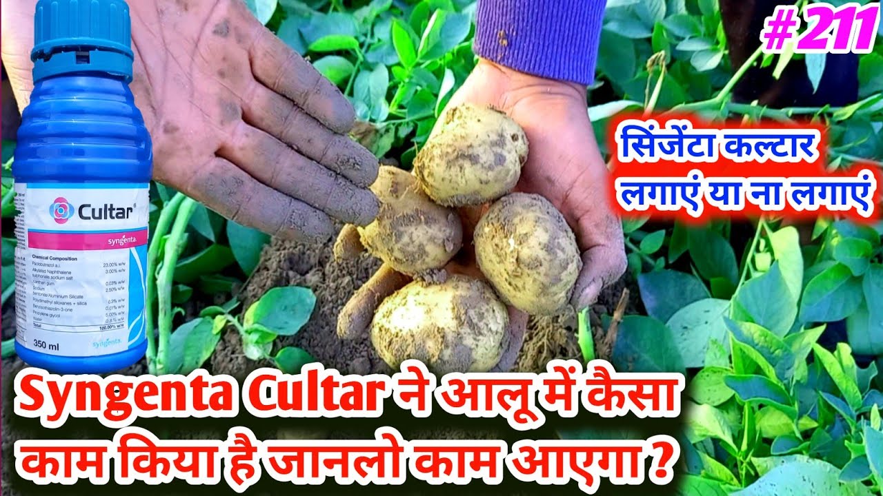 सिजेंटा कल्टार ने कितना काम किया है देखलो !! syngenta cultar use kre ya ...