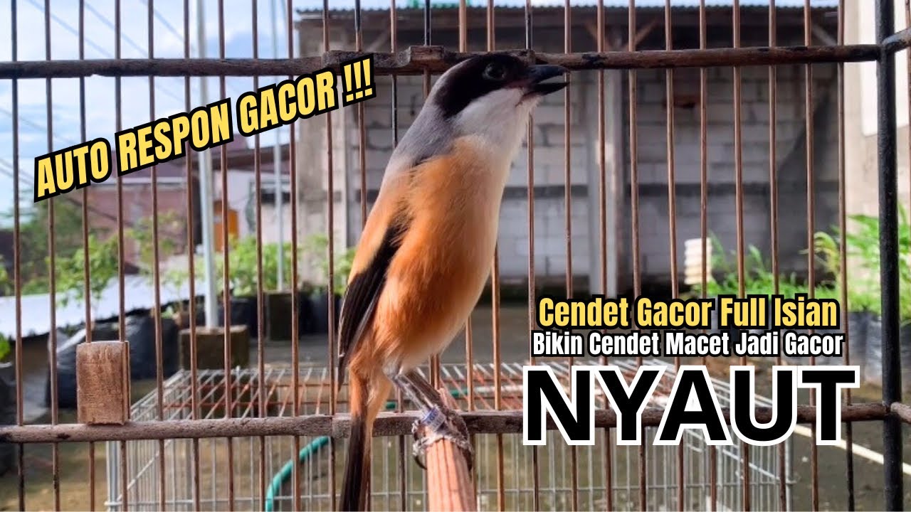 burung cendet GACOR ISIAN buat PANCINGAN CENDET AGAR BUNYI,, jadikan ...