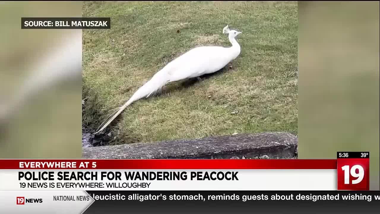 Have you seen a...peacock? 1 peacock dead, 1 missing in Lake County ...