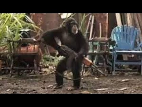 mono con armas - YouTube