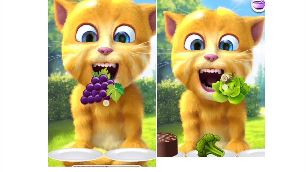 ginger cat eating funny video 🤣😆🤣#funny #viralvideo #youtube #gingercat ...