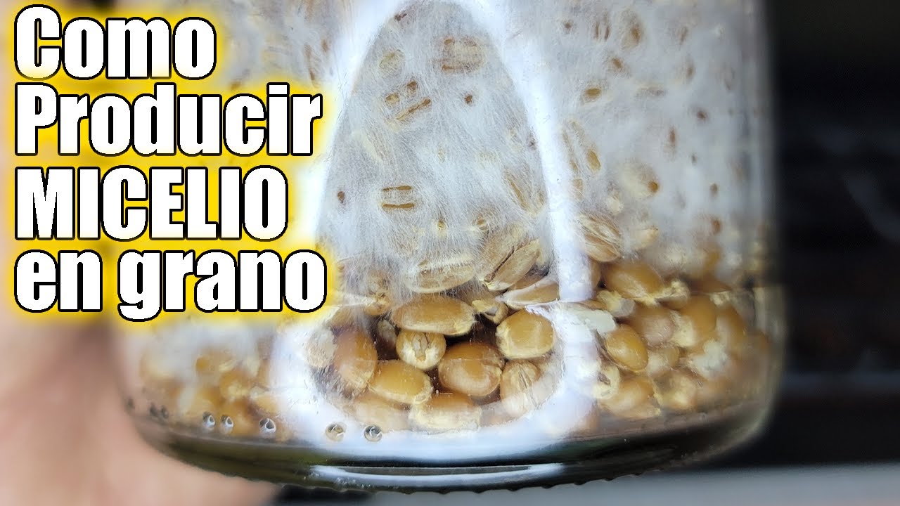 Como producir MICELIO en GRANO cultivo de hongos en casa ...