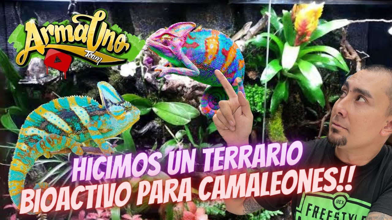 Cómo hacer un terrario bioactivo 🦎 HICIMOS UN TERRARIO PARA CAMALEONES ...