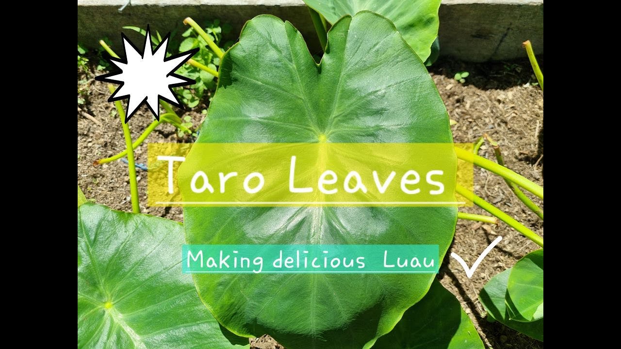 Taro Leaves Recipe with Pork (Luau) | Butterfish | Yum Yum | Porirua ...