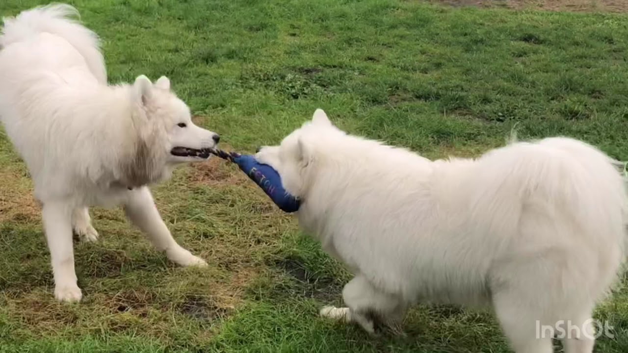 3 samoyeds on vacation - YouTube