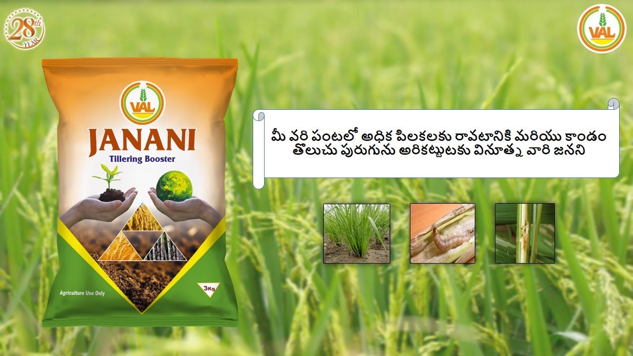 Janani Tillering Booster - YouTube