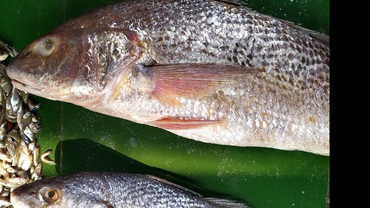 VARIOUS UNIPUE FISHING UP RY SESON FING MANG FISH - YouTube