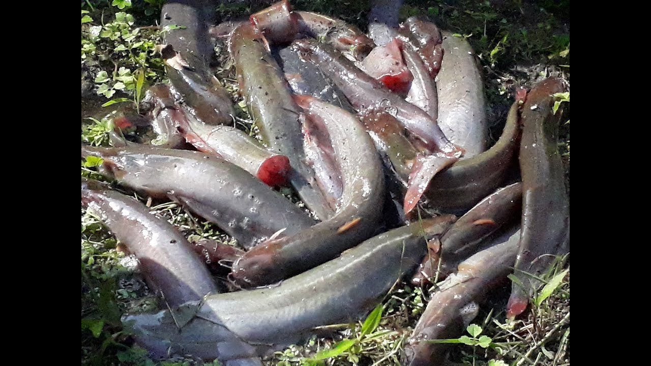 Sing mach curry is prepared in my village - YouTube