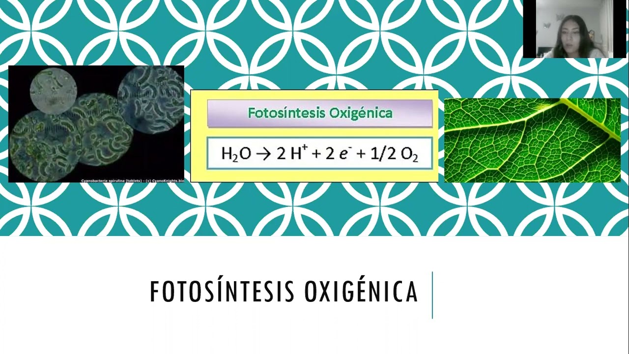 FOTOSÍNTESIS OXIGÉNICA Y ANOXIGÉNICA- Diana Meza - YouTube