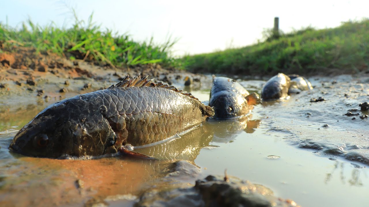 Unbelievable! Find & Dig Underground Hole Along The Canal Found Many ...