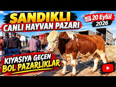 AFYON SANDIKLI CANLI HAYVAN PAZARI 20 EYLÜL 2026 - KIRAN KIRANA GEÇEN PAZARLIKLAR - GÜNCEL BÜYÜKBAŞ 