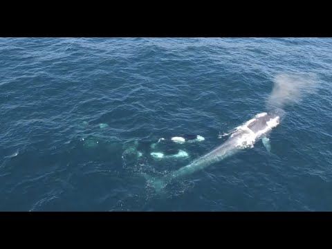 Blue whale vs orca | Cenozoic Survival ROBLOX - YouTube