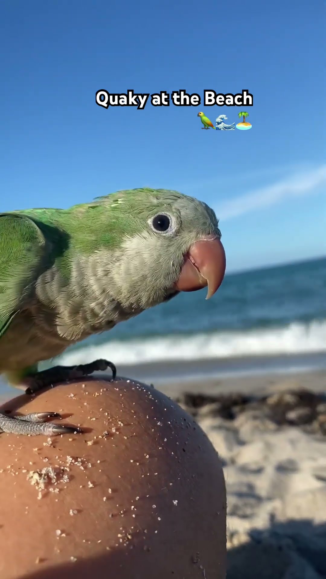 Quaky #quakerparrot 🦜 - YouTube