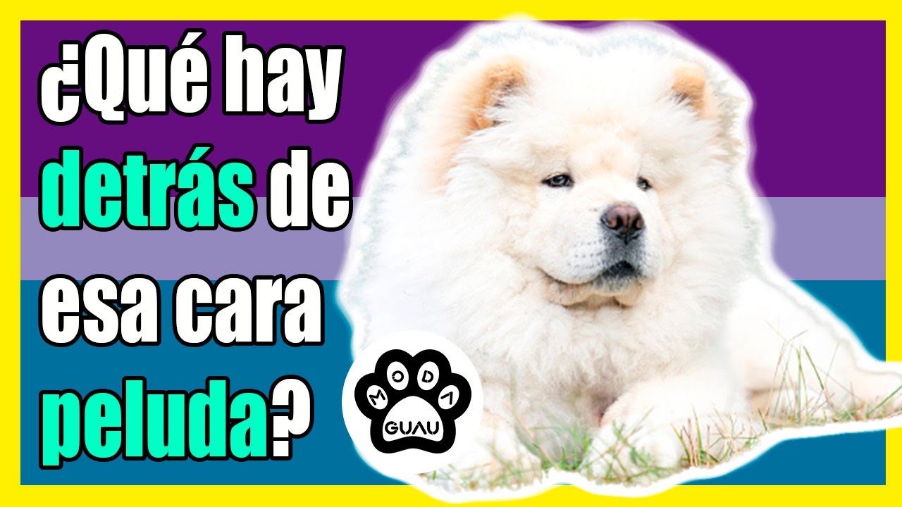 ¿Qué hay detrás de esa cara peluda? ¡Conoce al Chow Chow! - YouTube