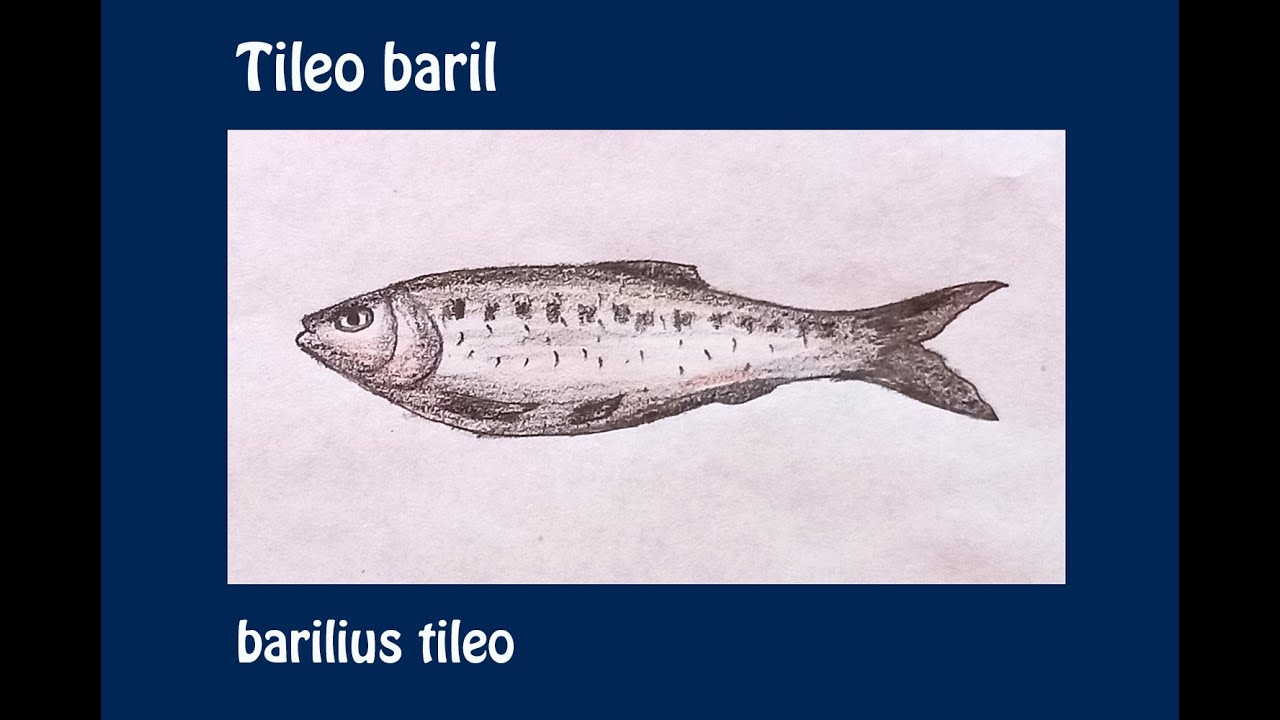 Tileo baril fish drawing | original audio tutorials #satisfying # ...