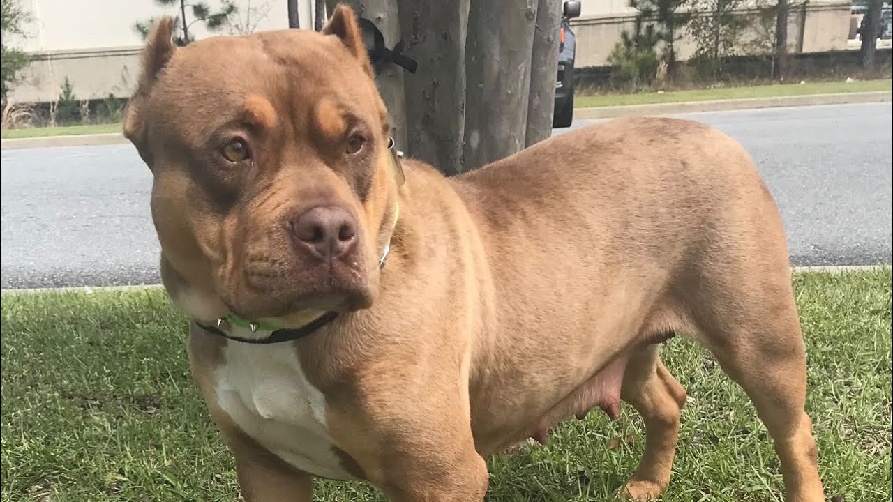 What’s a Dam? Foundation Bitch? #everyone TKB Sky-Rizzy #amercianbully ...