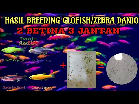 Hasil Breeding GloFish 2 Betina 3 Jantan - YouTube