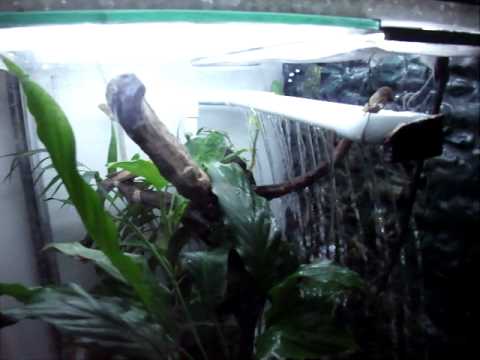 Red-eyed tree frog - Breeding setup - YouTube