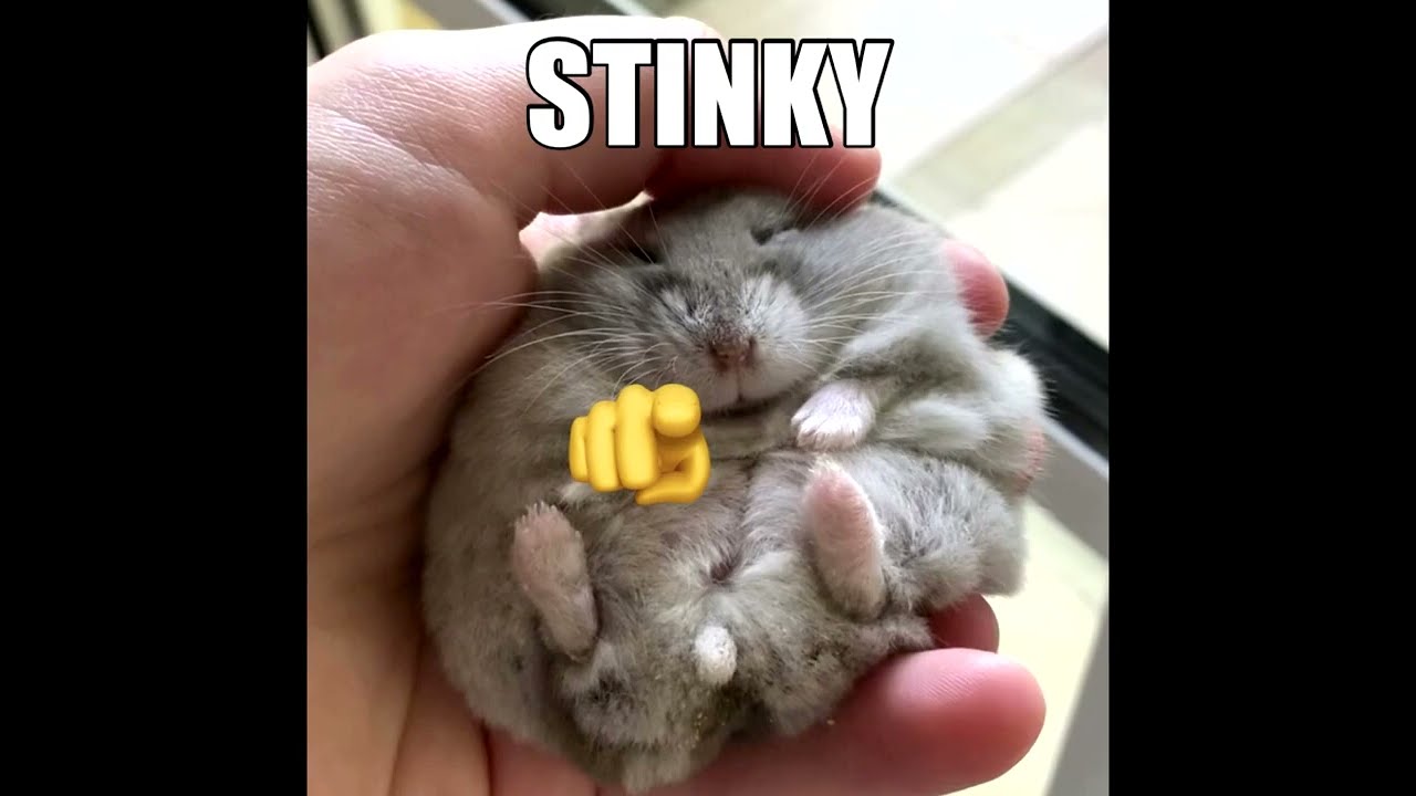 STINKY - YouTube