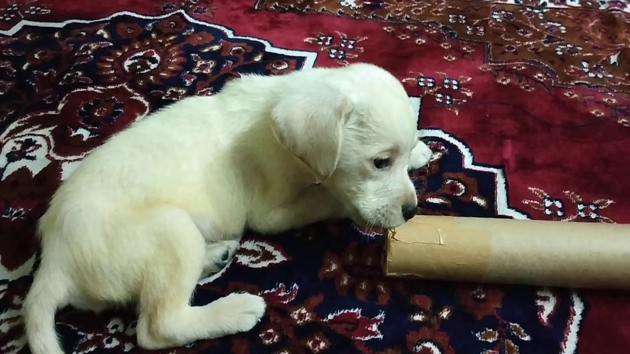 DAY 1 | BRUNO | LABRADOR | PUPPY - YouTube