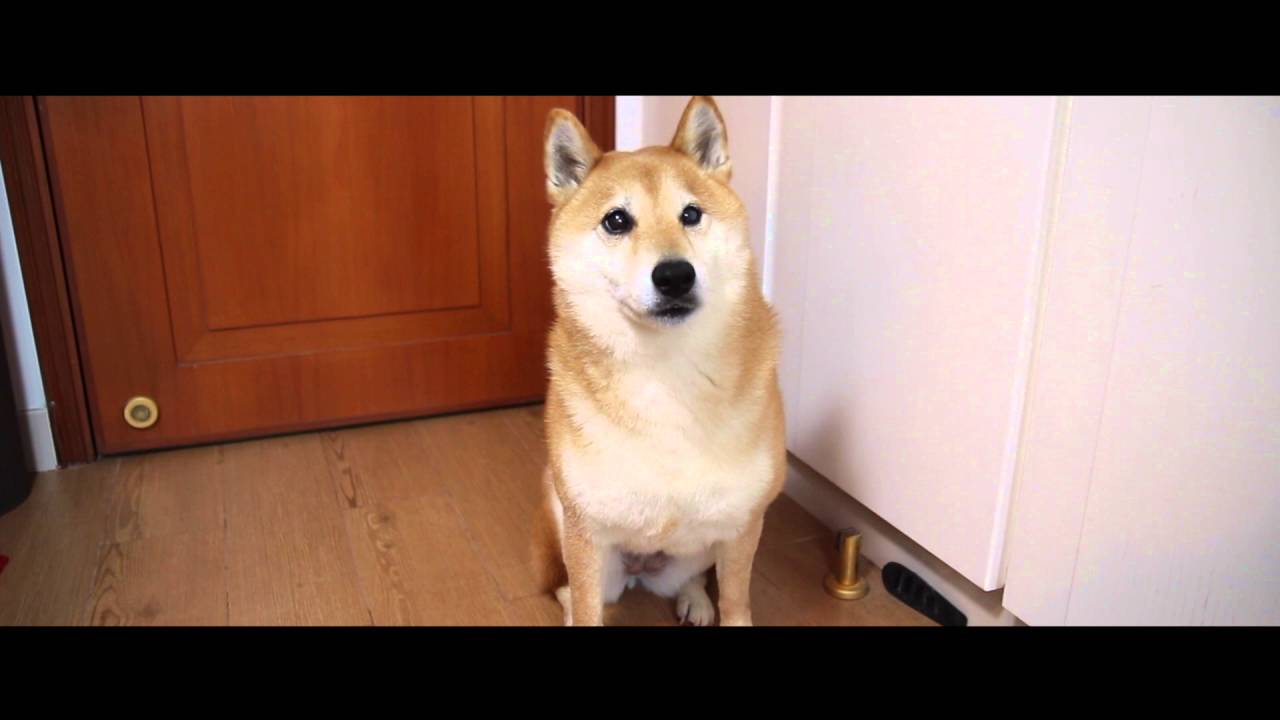 Bad Grades vs Darth Vader Dad (ft. Doge) - YouTube