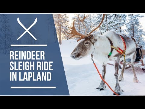 Reindeer Sleigh Rides on Lapland holidays | Iglu Ski