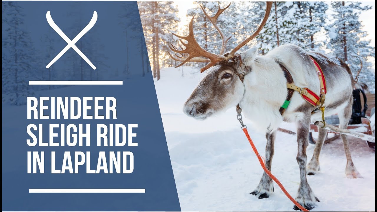 Reindeer Sleigh Rides on Lapland holidays | Iglu Ski - YouTube