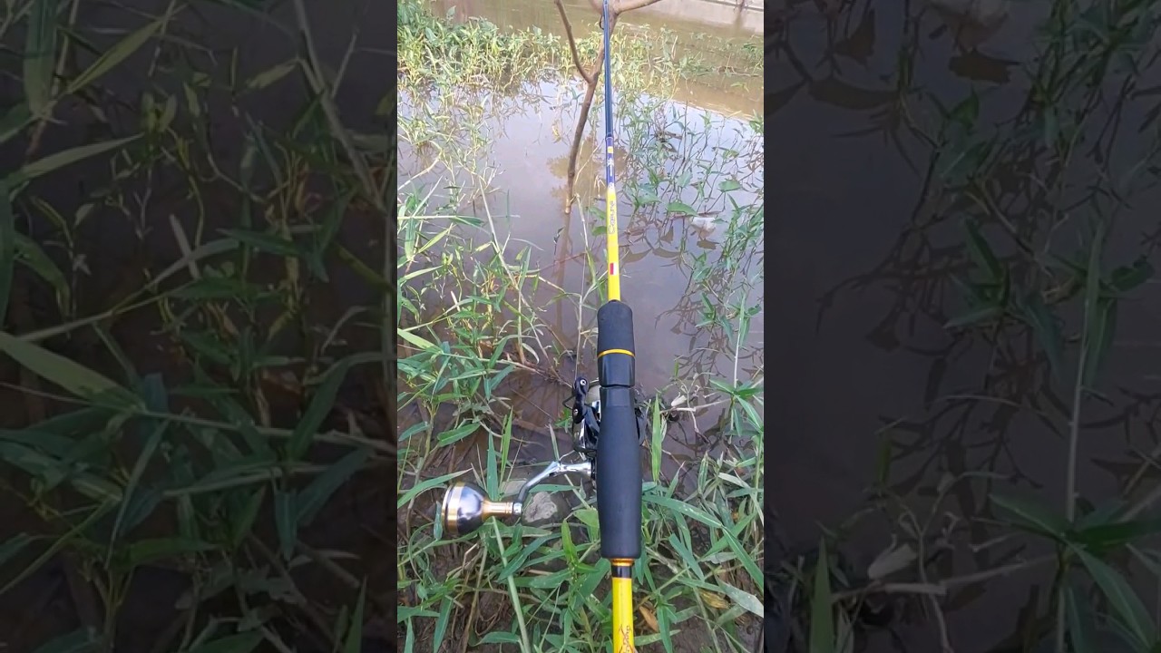 ayo mancing bosku, #shots #mancingikan - YouTube