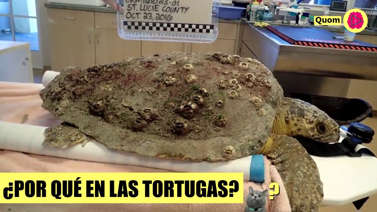 PERCEBES ¿Por qué se pegan a las TORTUGAS y BALLENAS Aprende todo SOBRE ...