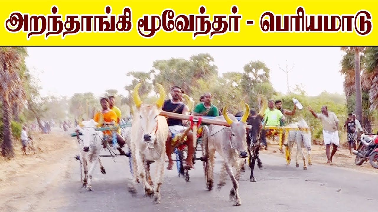 பெரியமாடு அறந்தாங்கி மூவேந்தர் பந்தயம் 12-05-2019 periyamaadu ...