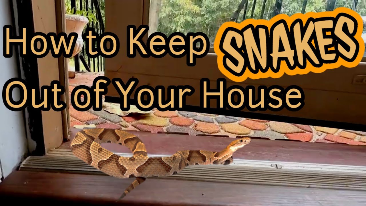 How To KEEP SNAKES OUT Of Your House YouTube how-to-keep-snakes-out-of-your-house-youtube
