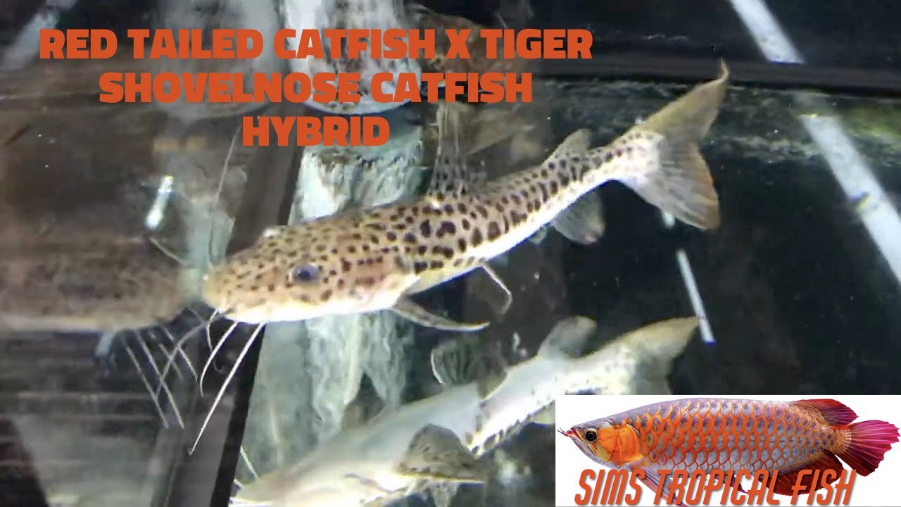 Sims Tropical Fish - Red Tailed Catfish x Tiger Shovelnose Catfish ...