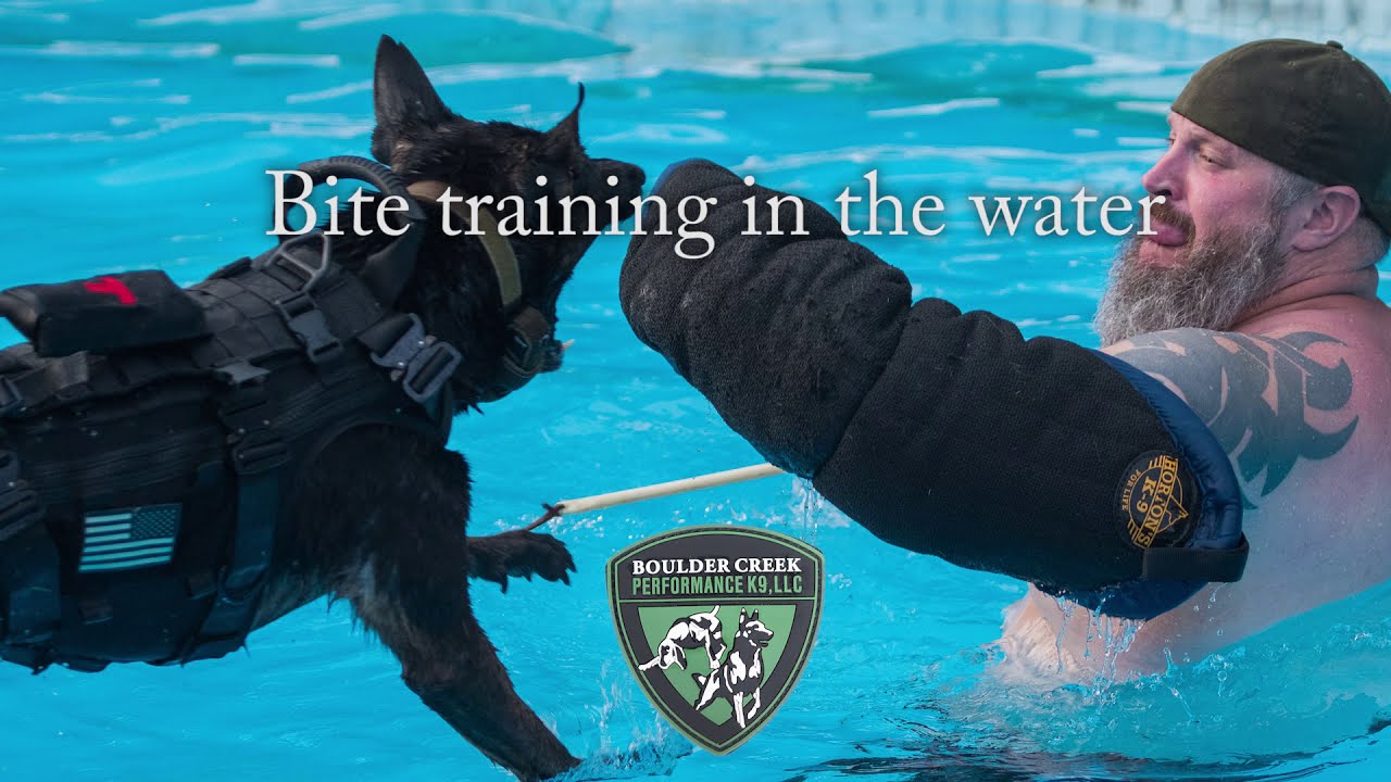K9 Police dog bite and attack training in the water - YouTube