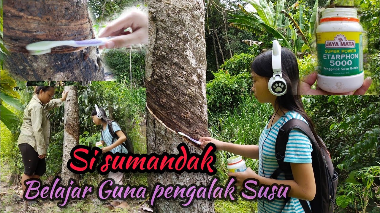 Belajar Menggunakan Pengalak susu Getah - YouTube