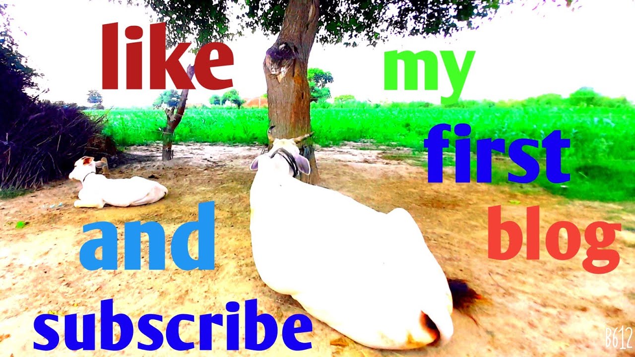 ||my first blog||my first blog||Gopal Seema blog|| ️ ️|| jungle ghumne ...