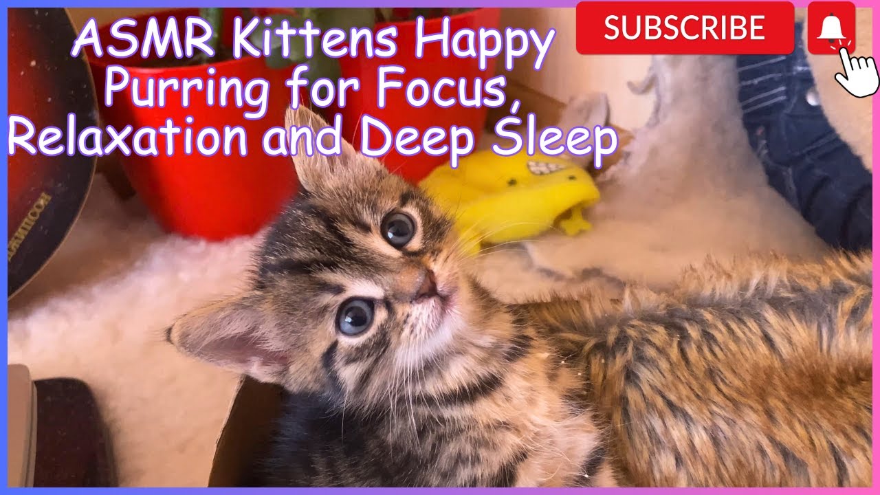 ASMR Kittens Happy Purring for Focus, Relaxation, and Deep Sleep - YouTube