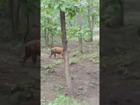 Tiger Raja Ji National Park - YouTube