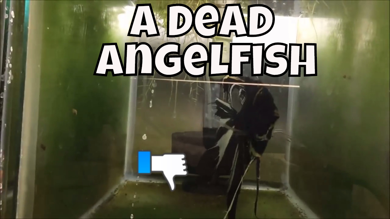 A Dead Angelfish Blue Angelfish Fry Marble Angelfish API EM ...