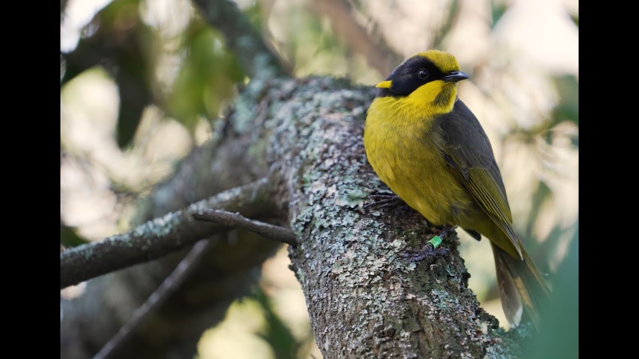 Flight of the Helmeted Honeyeater - YouTube