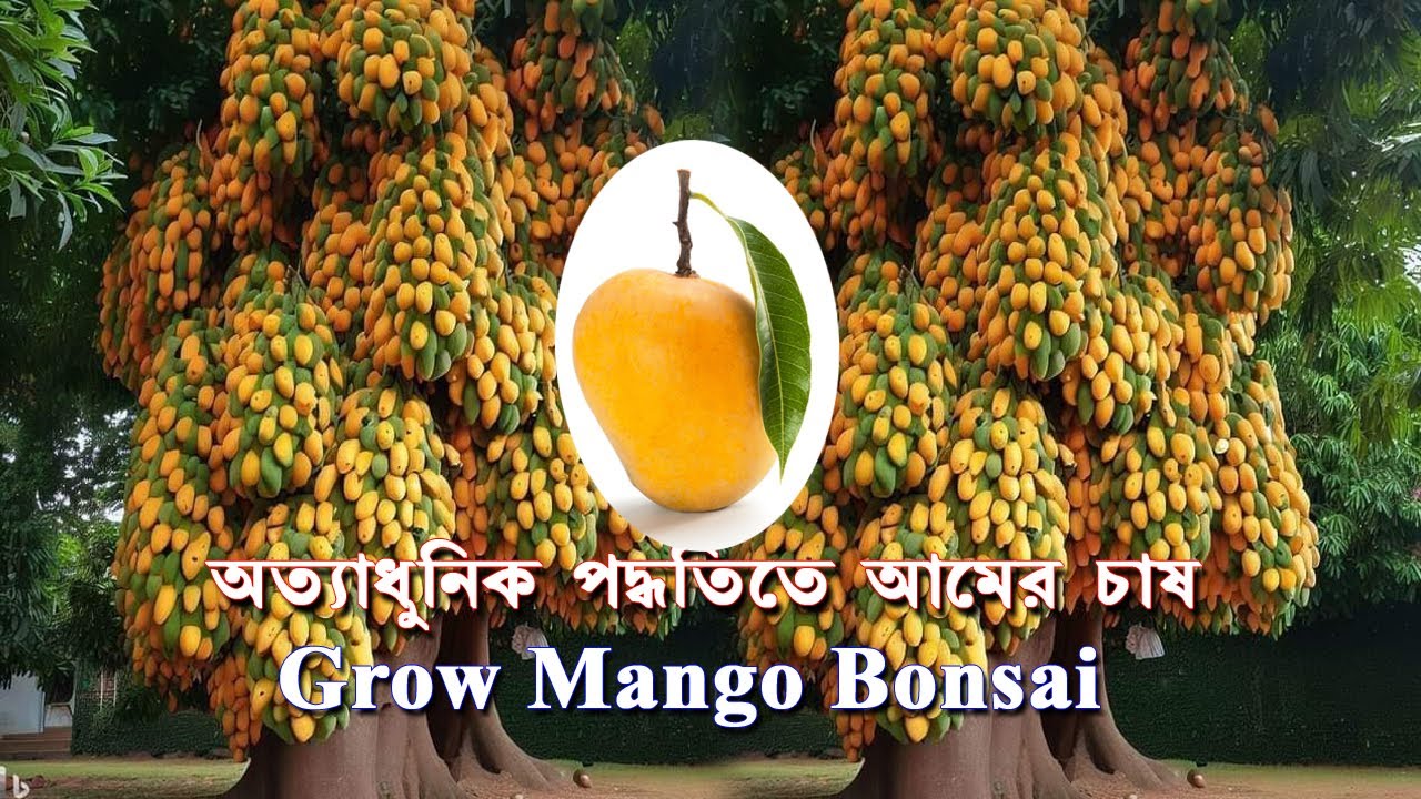 How to grow mango tree ? Mango Tree Cutting | Kolom kete Aam Gacher ...