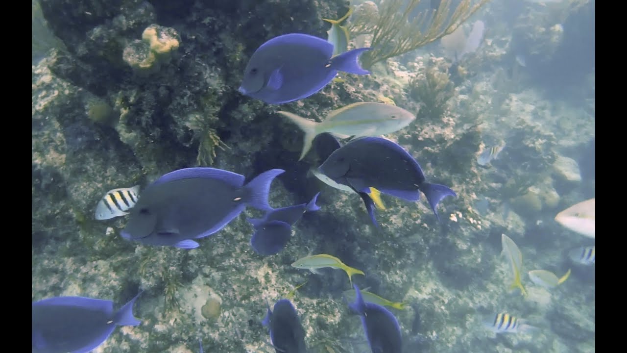 Snuba & Snorkeling in The Bahamas - YouTube