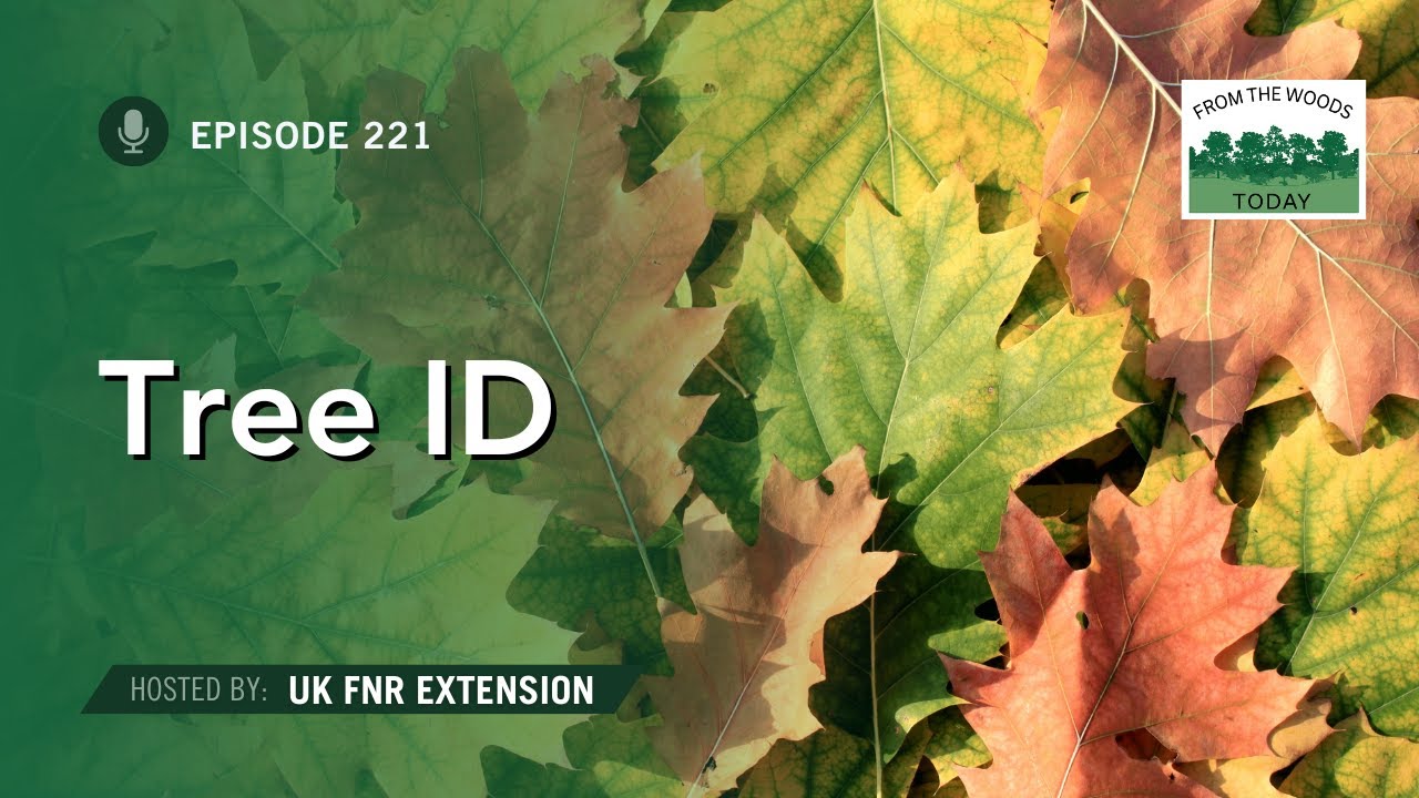 Kentucky Tree Identification Champion Tree Specimens A Big Part Of