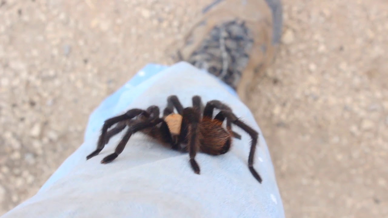 a friendly tarantula - YouTube