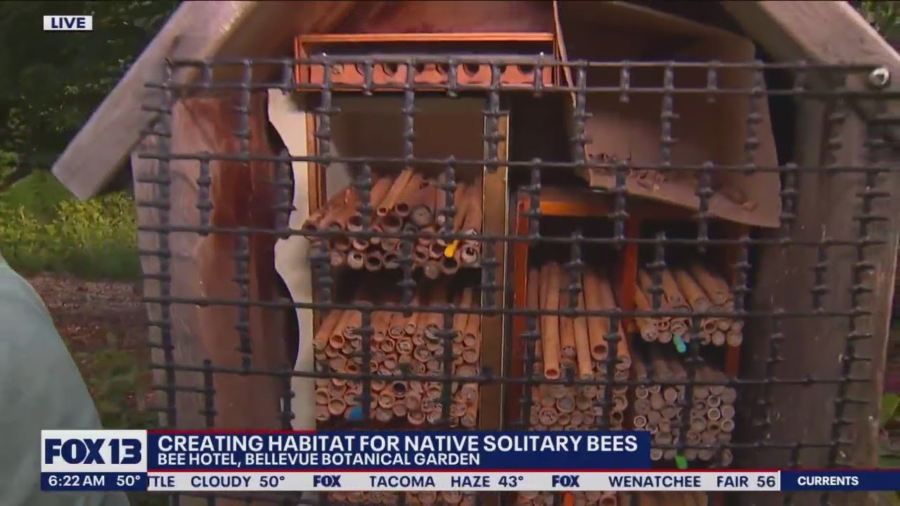 Creating habitat for native solitary bees - YouTube