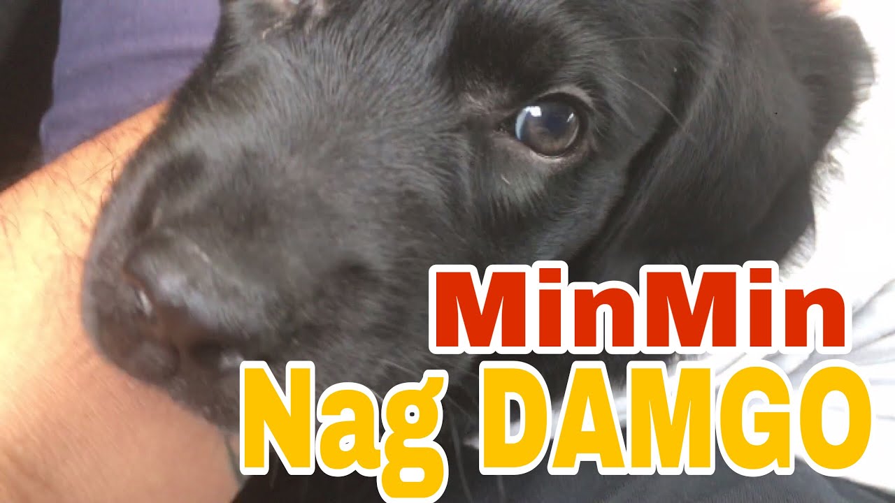 MY BLACK LABRADOR 2 MONTHS OLD PUPPY IS DREAMING - YouTube