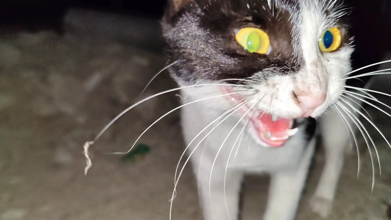 Cat howling in the dark night | Cat Meowing | Cats Sounds - YouTube