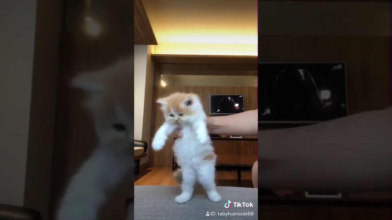 Kucing lucu joget tiktok - YouTube